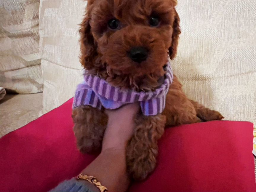 Той-пудель мальчик