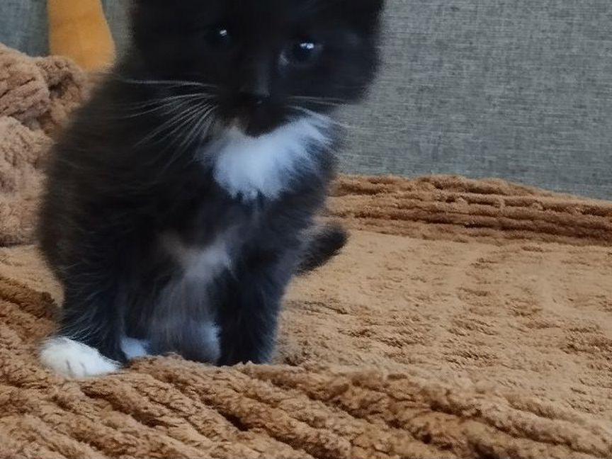 Малыши котята в добрые руки бесплатно