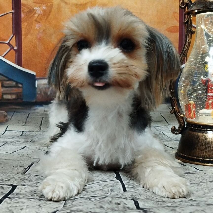 Йоркширский терьер, взрослая собака