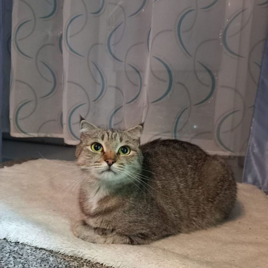 Бася ищет дом