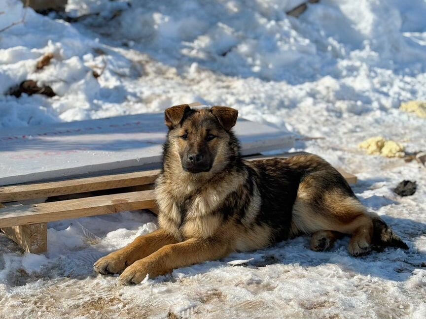 Щенок в добрые руки бесплатно мальчик