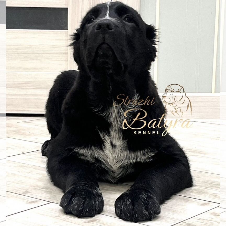 Среднеазиатская овчарка, щенок