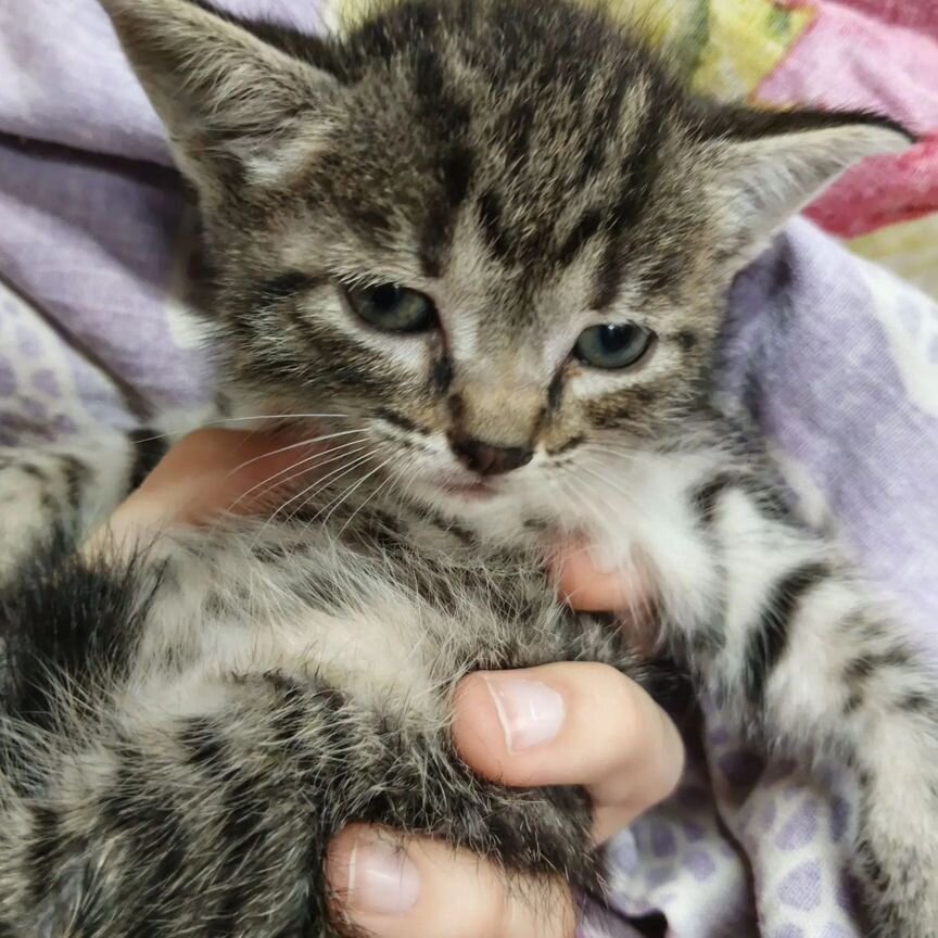 Котёнок в добрые руки