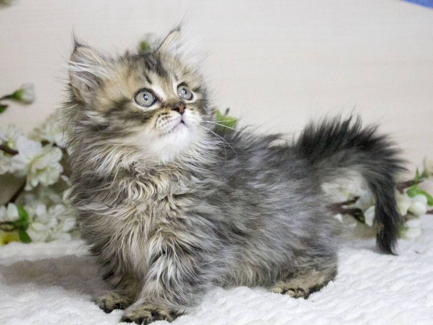 Котята манчкин