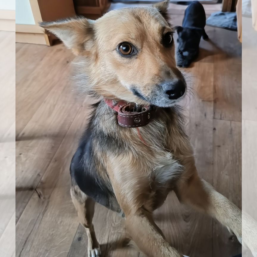 Взрослая собака в добрые руки