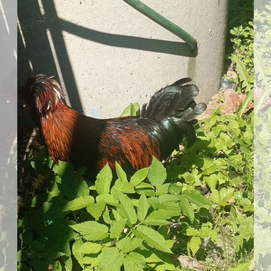 Голландский петух