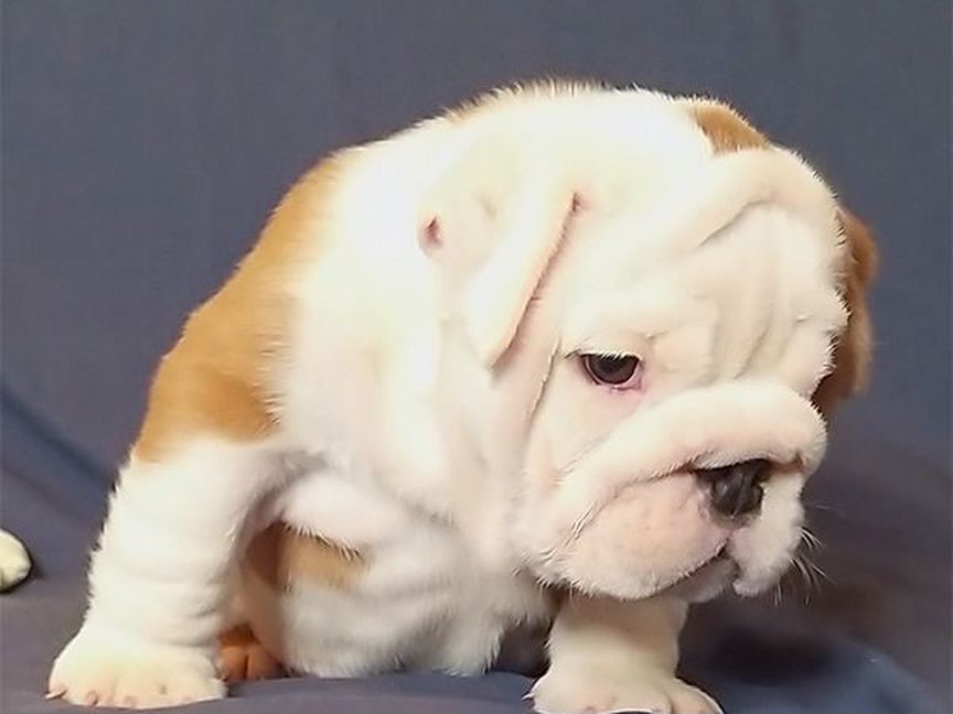 Английского бульдога, щенки для ценителей