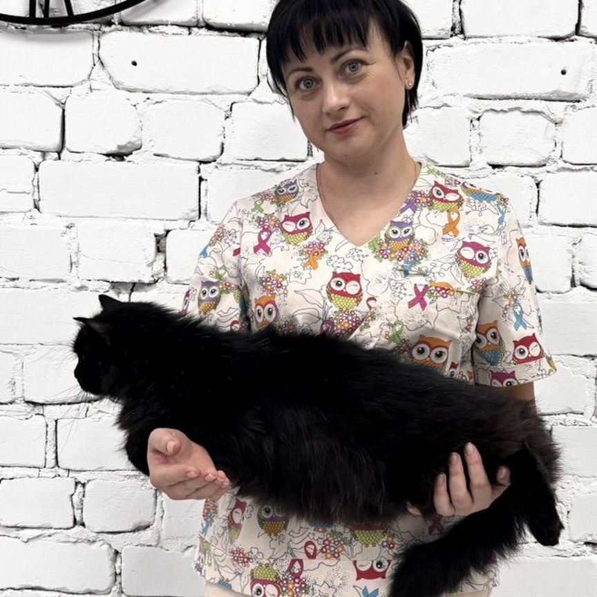 Животные в добрые руки кошки