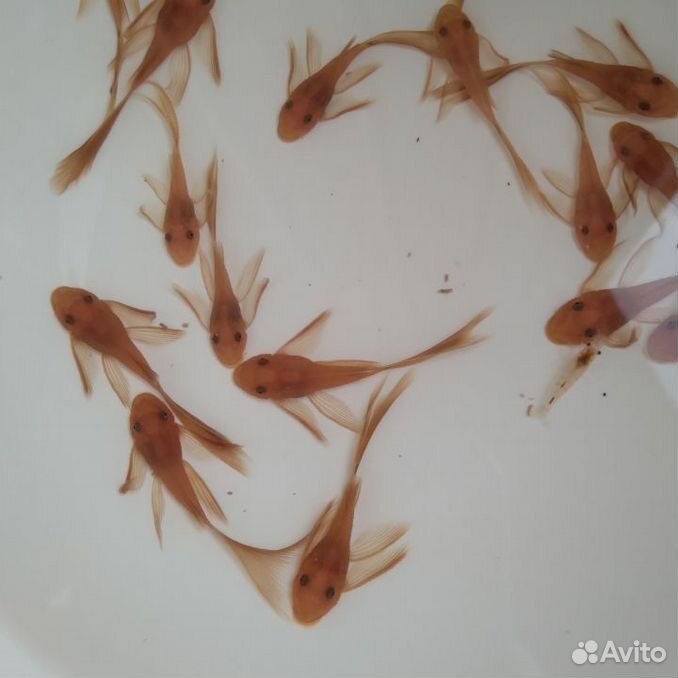 Анциструс вуалевый (super red)