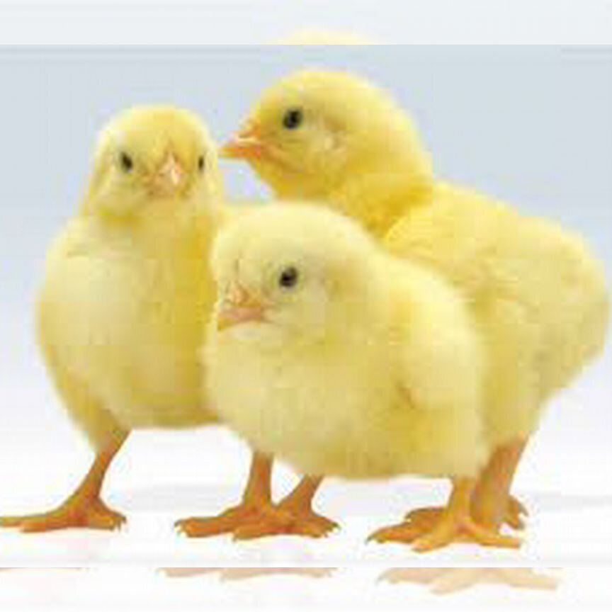 Цыплята суточные петушки