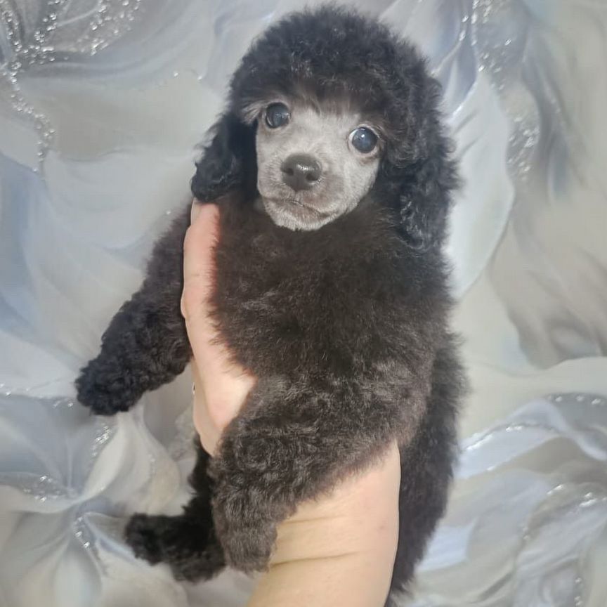 Пудель, щенок