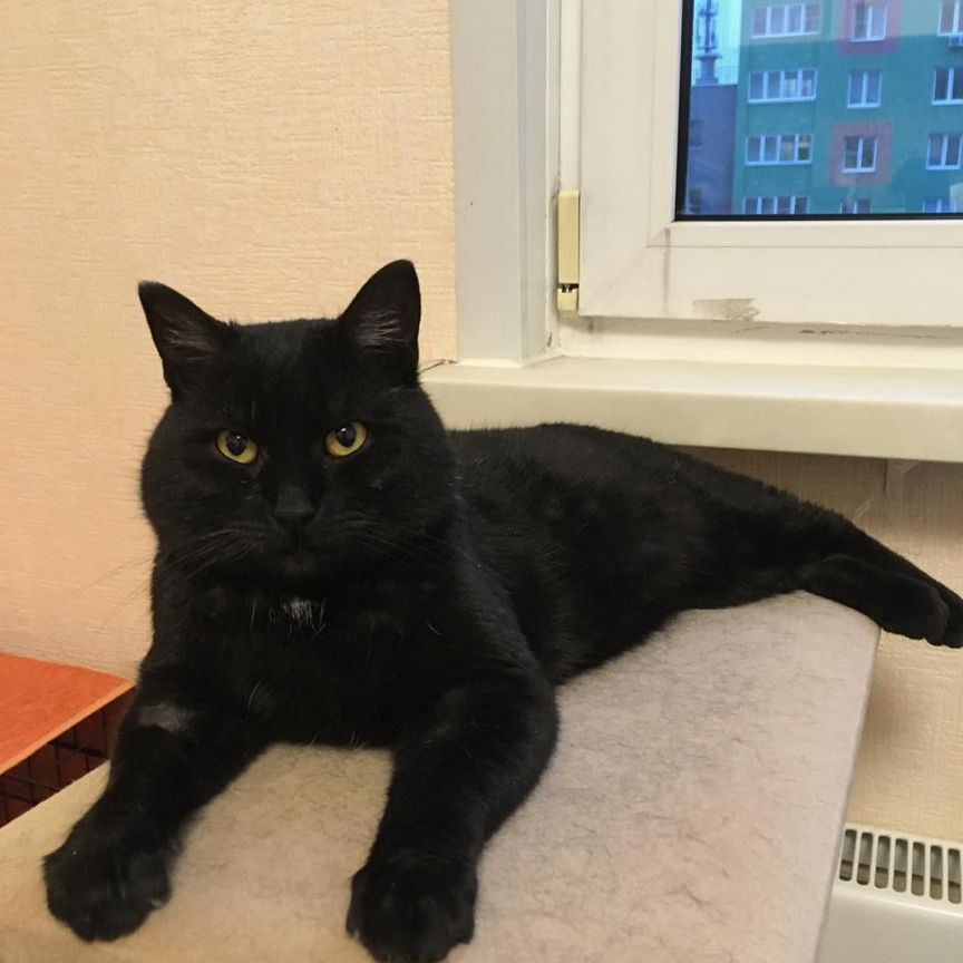 Котик в добрые руки