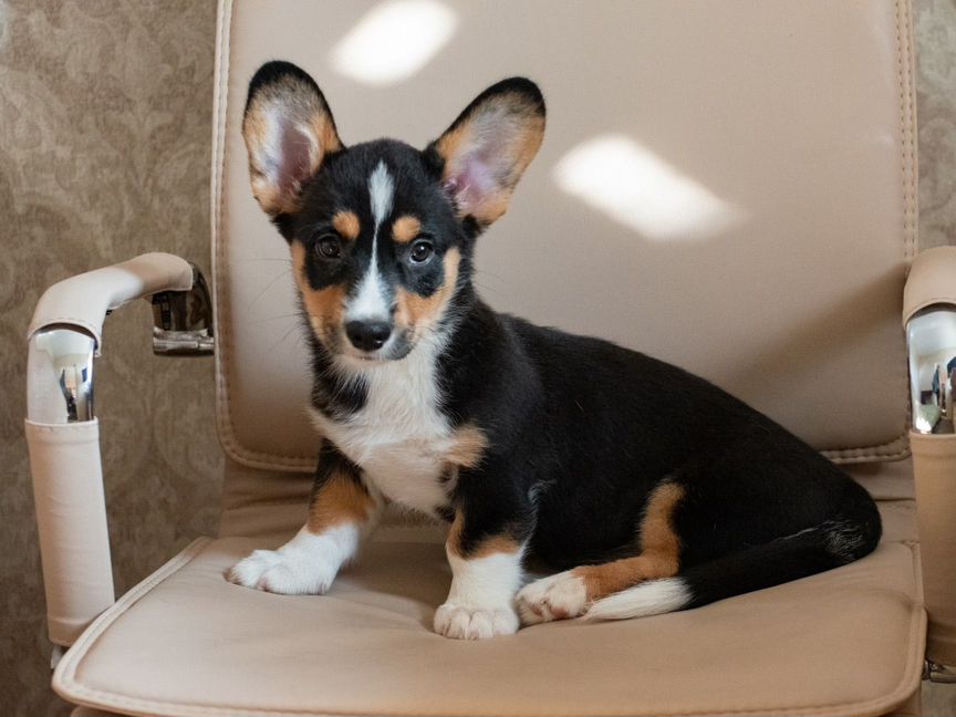 Вельш-корги кардиган щенки