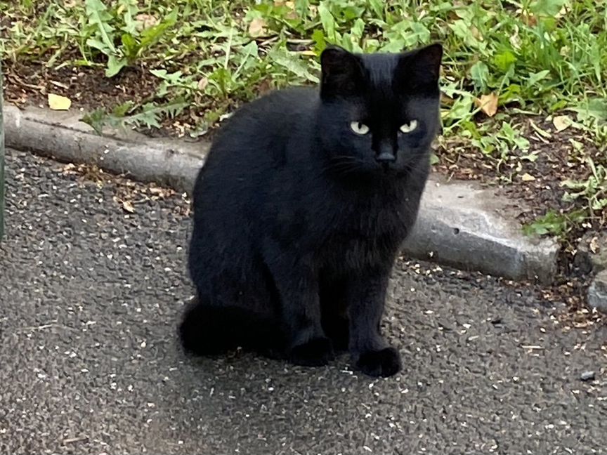 Кошка