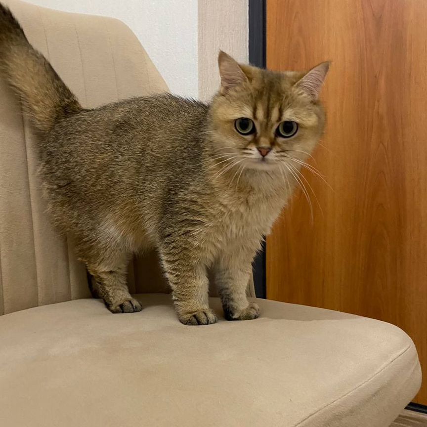 Британец золотистая шиншилла кошка Буся