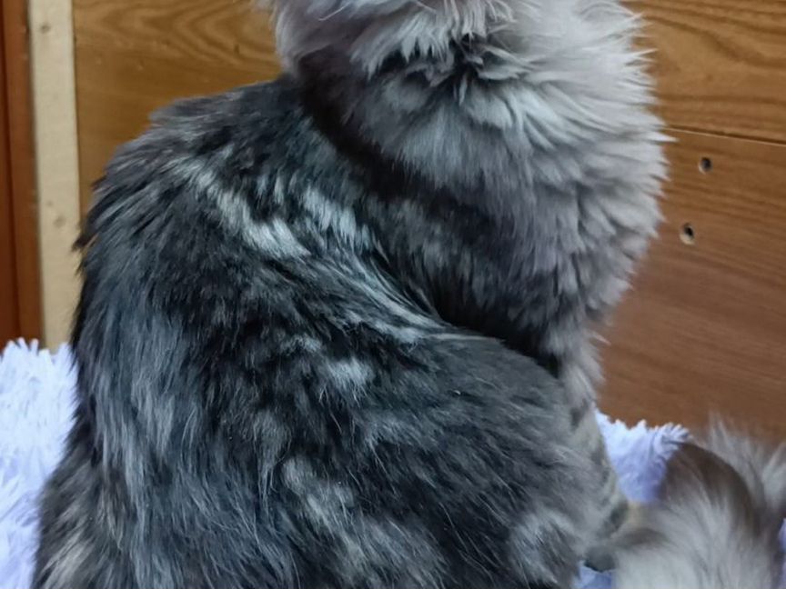 Котята мейн-кун с документами