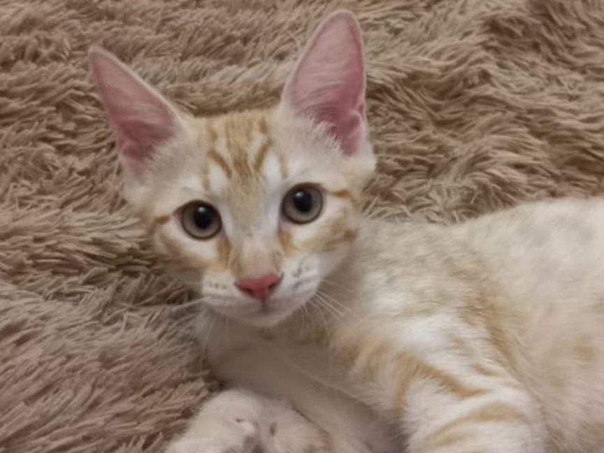 Что за тигр этот лев ;)