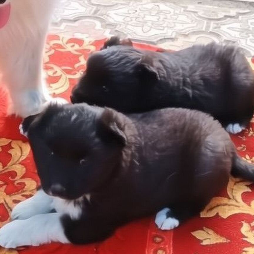 Самоедская собака, щенок