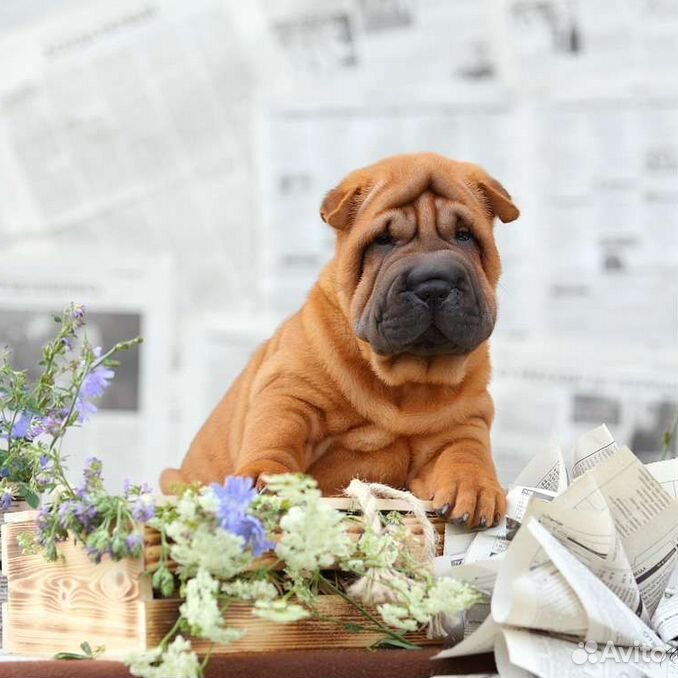 Шарпей щенок звездочка счастья