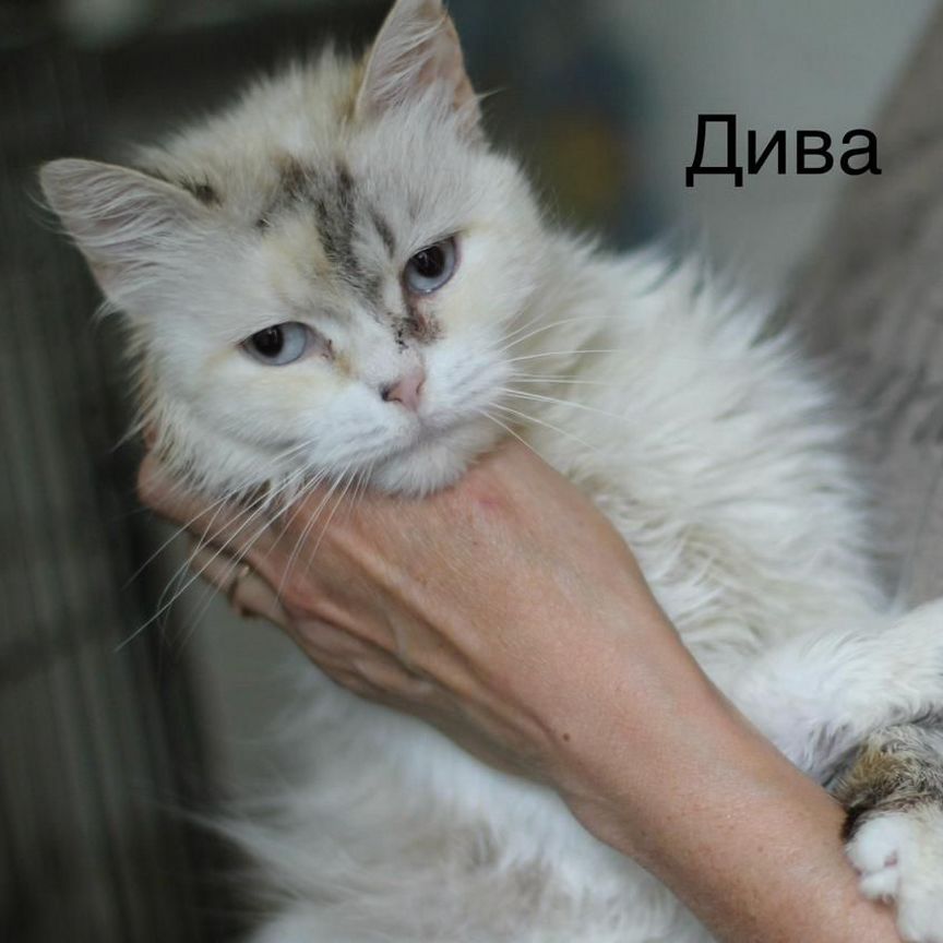 Удивительная коша Дива