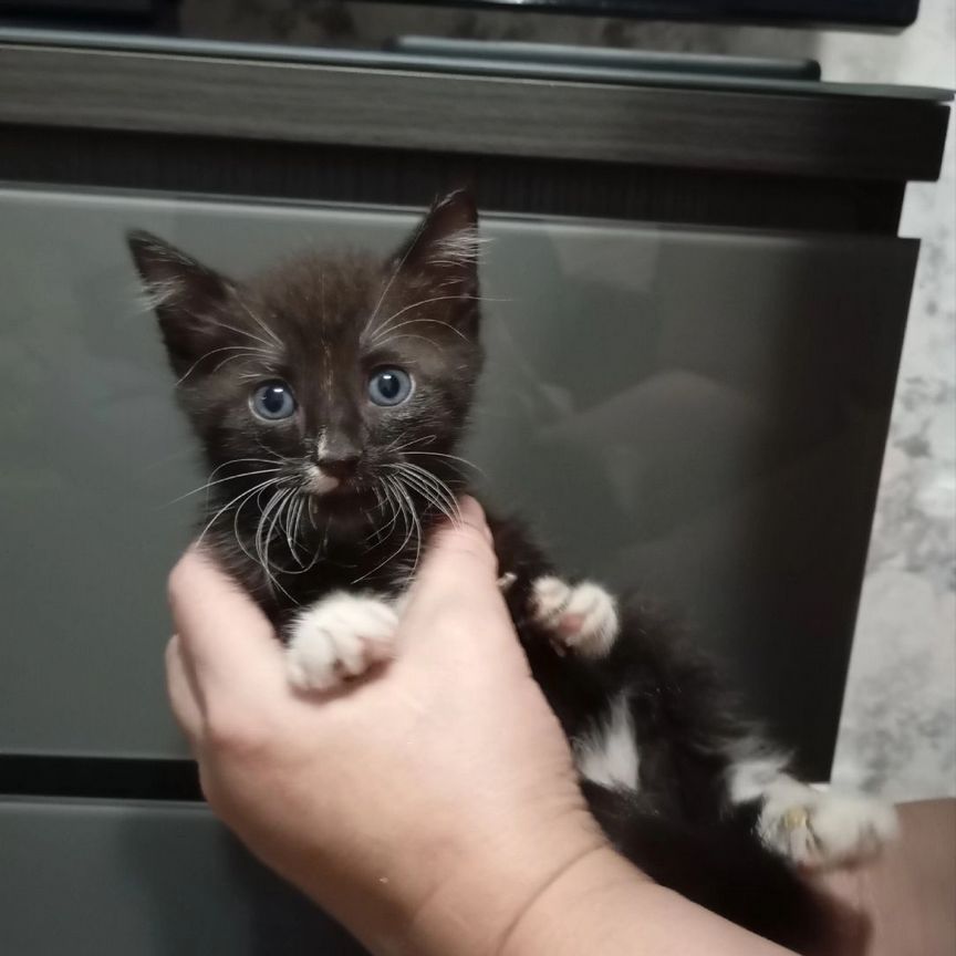 Котенок Морсик