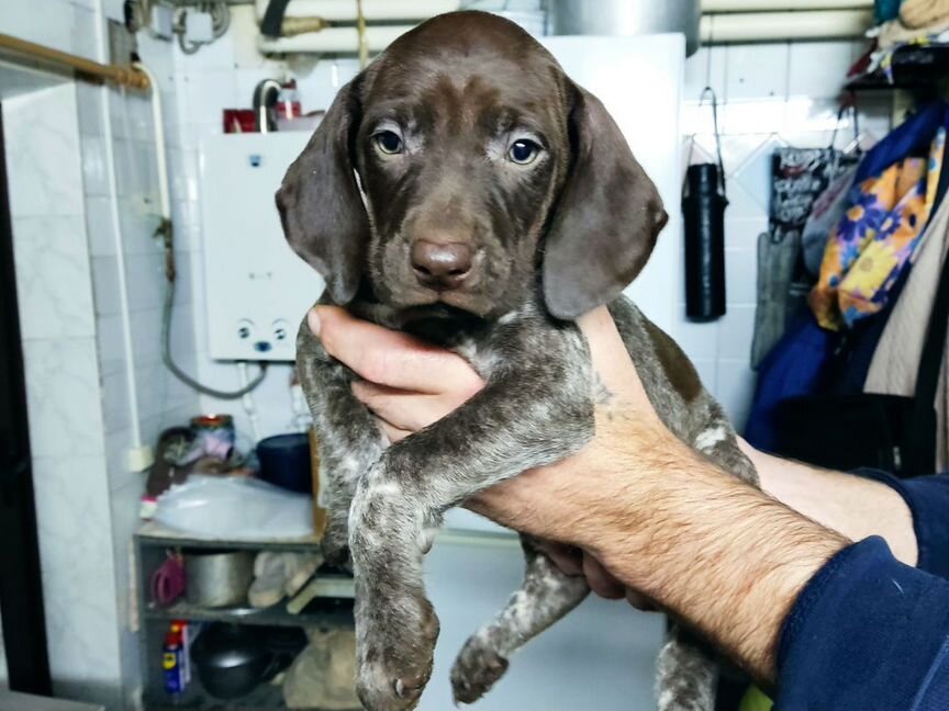 Щенки курцхаара