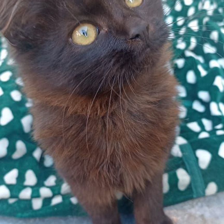 Котята ищут дом