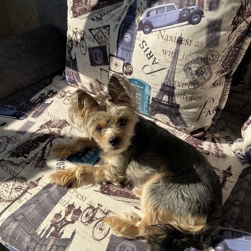 Отдам собаку в добрые руки