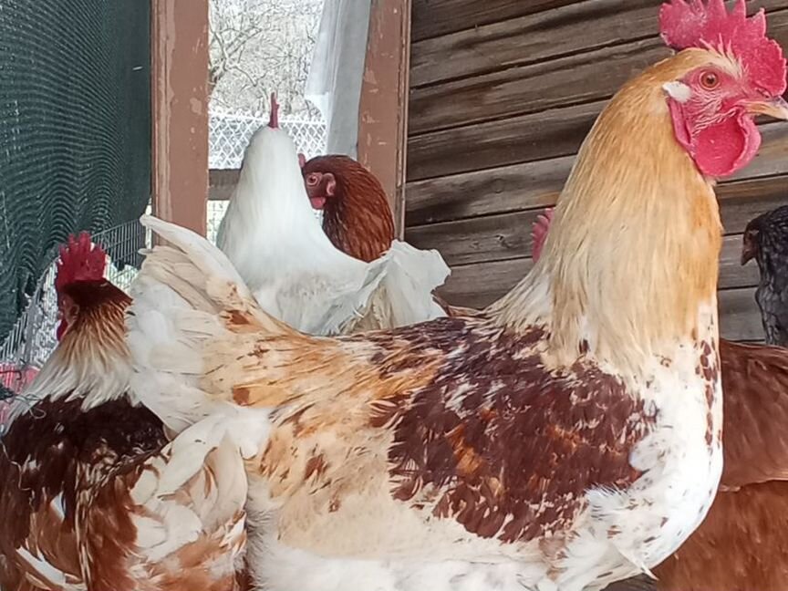Продам петухов