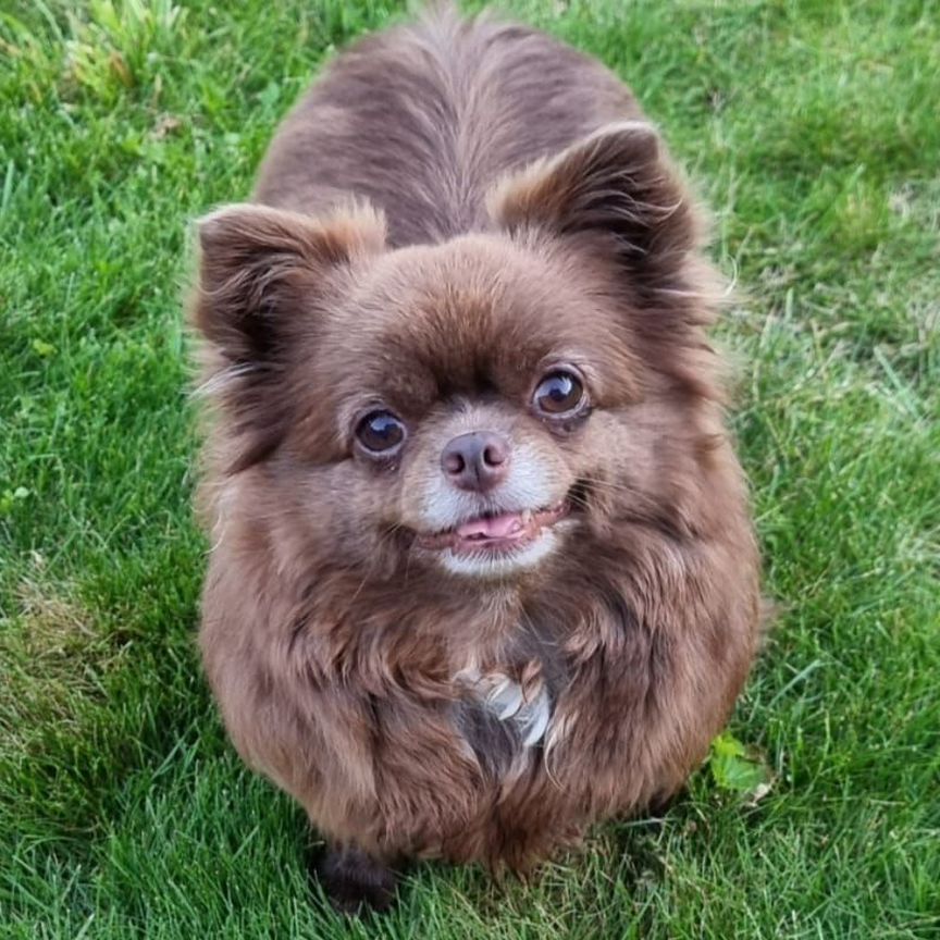 Чихуахуа девочка взрослая в дар