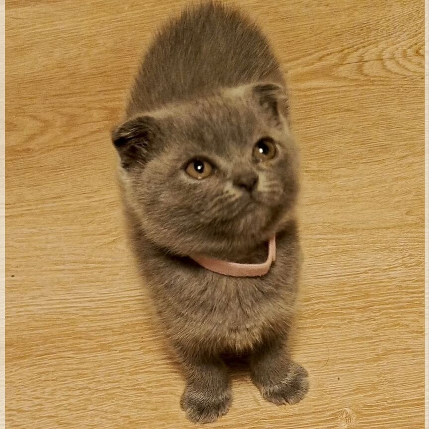 Шотландский вислоухий короткошёрстный котёнок