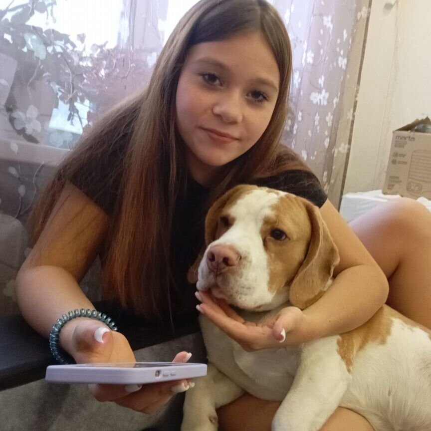 Вязка собак породы бигль