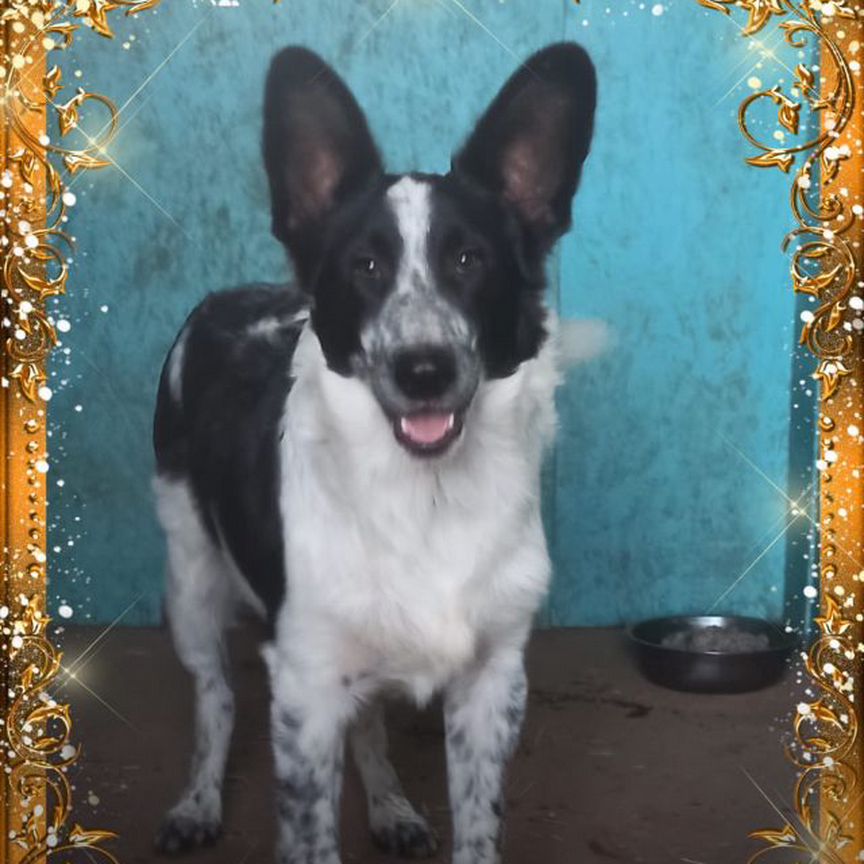 Бим в добрые руки