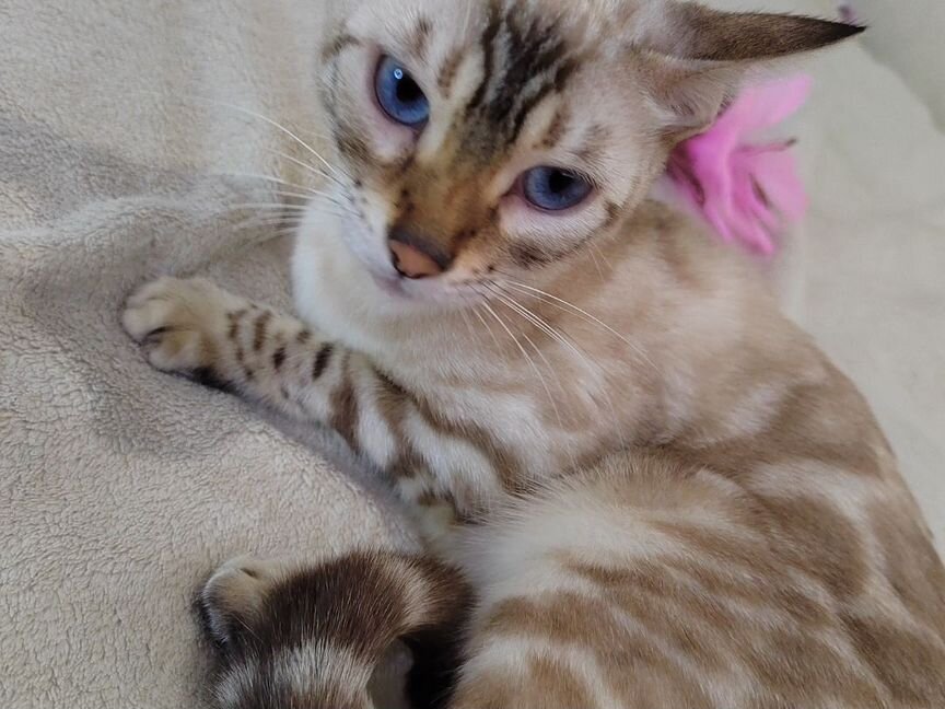 Бенгальская кошка