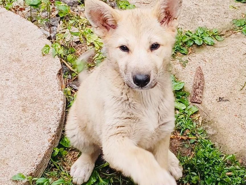 Девочка милашка