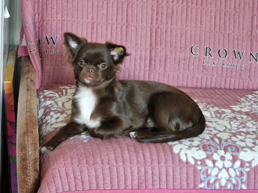 Шоколадная зайка