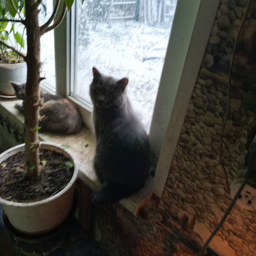 Котики и кошеечки