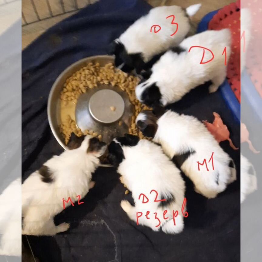 Континентальный той-спаниель папильон, щенок