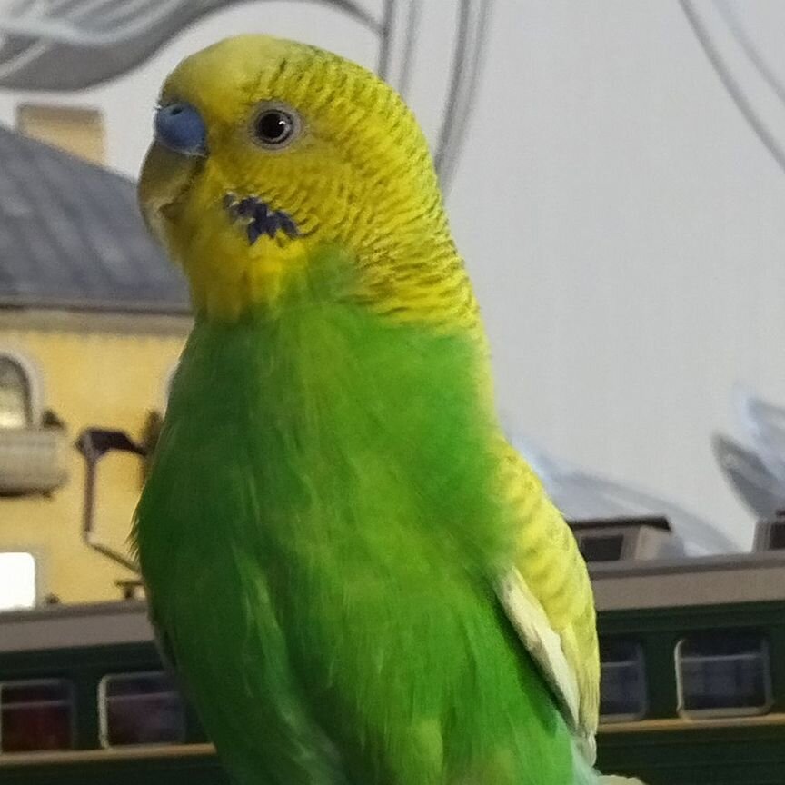 Волнистый попугай с клеткой. 7 месяцев