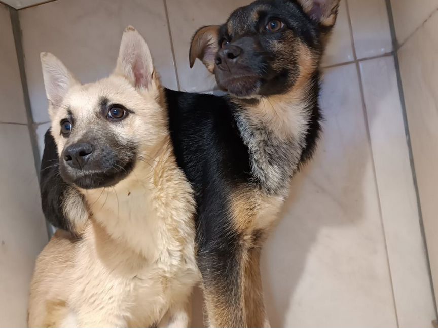 Щенки в добрые руки