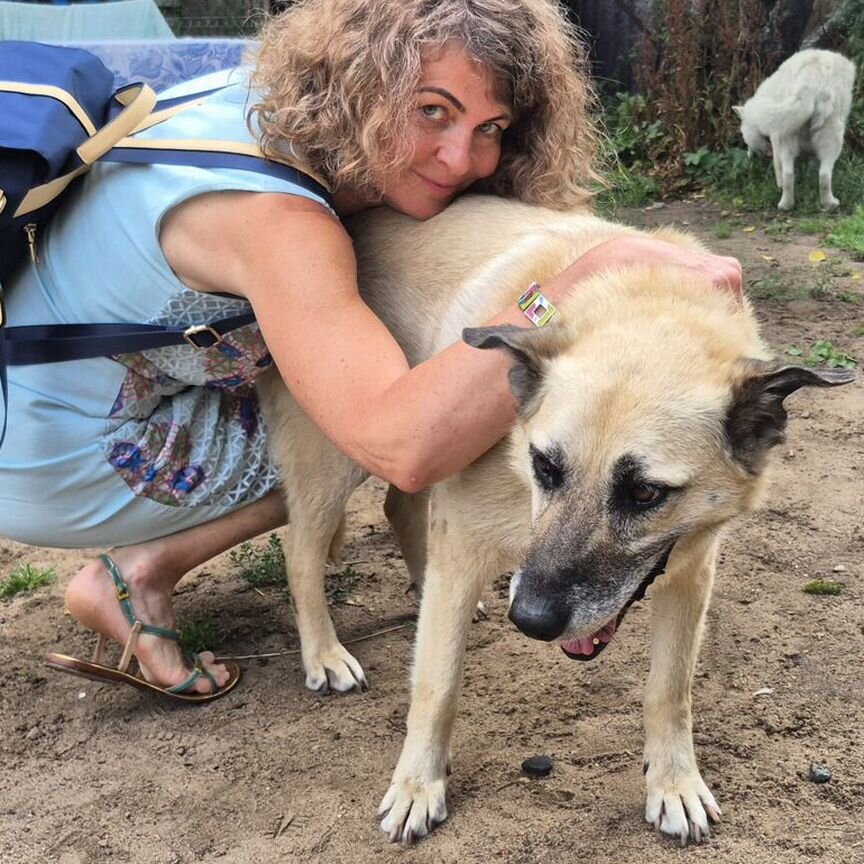 Взрослая собака в добрые руки
