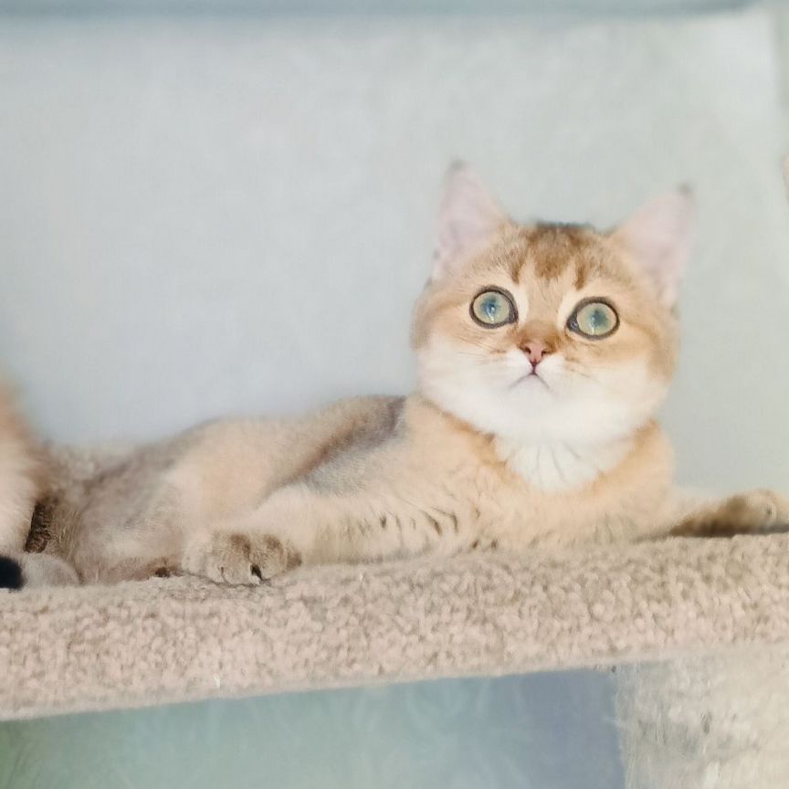 Британский короткошёрстный котёнок