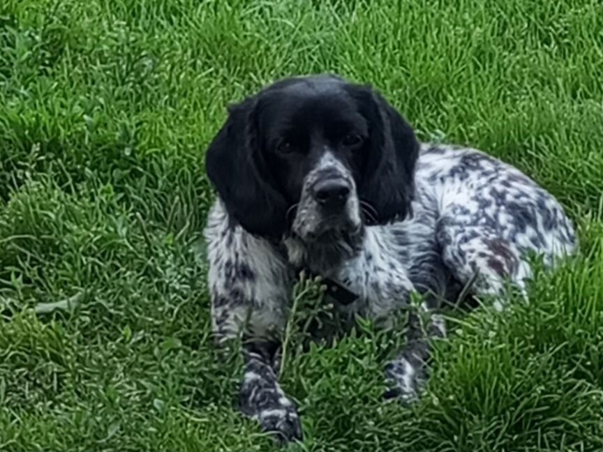 Продаётся собака русский спаниель мальчик 5 лет