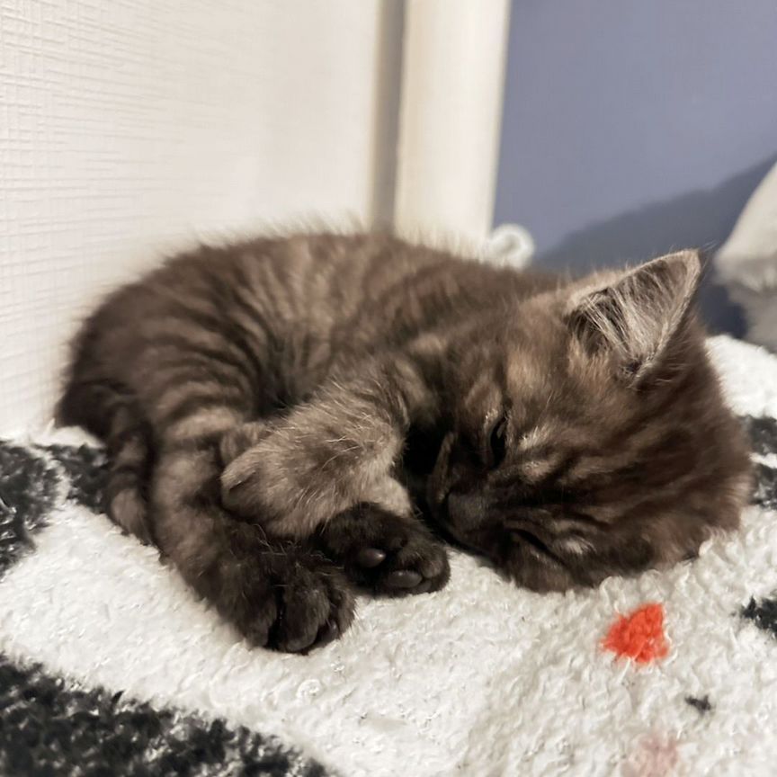 Сиамские котята