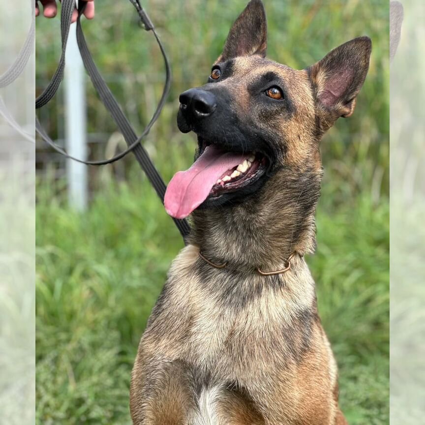 Бельгийский овчарка малинуа