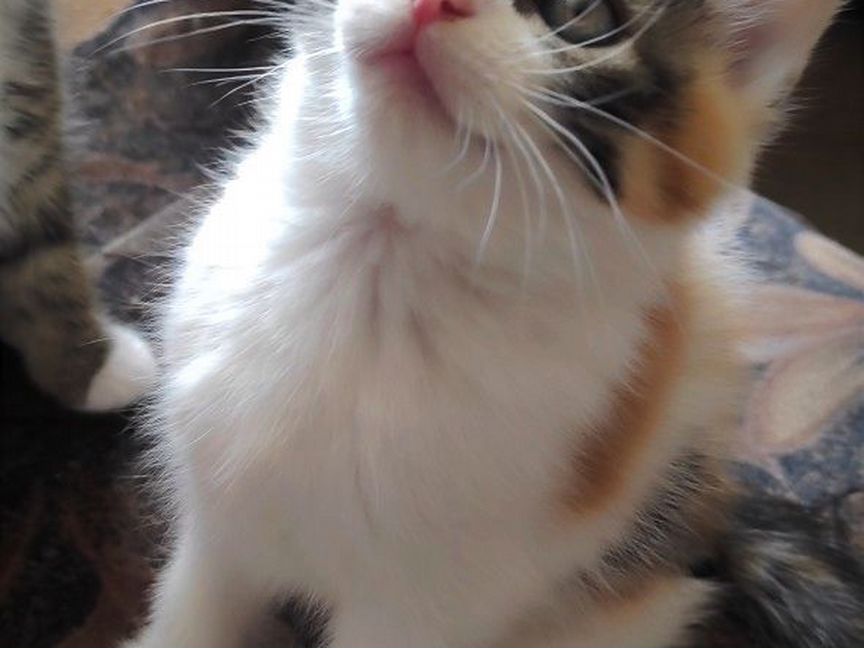 Отдам котёнка в добрые руки