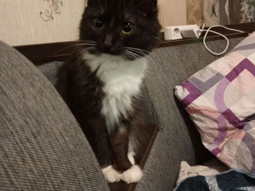 Кошечка 6мес
