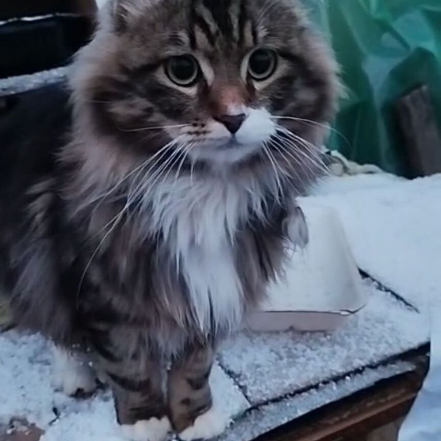 Котик в добрые руки