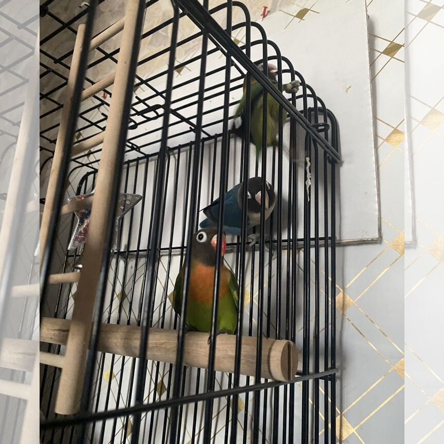 Попугай Неразлучники