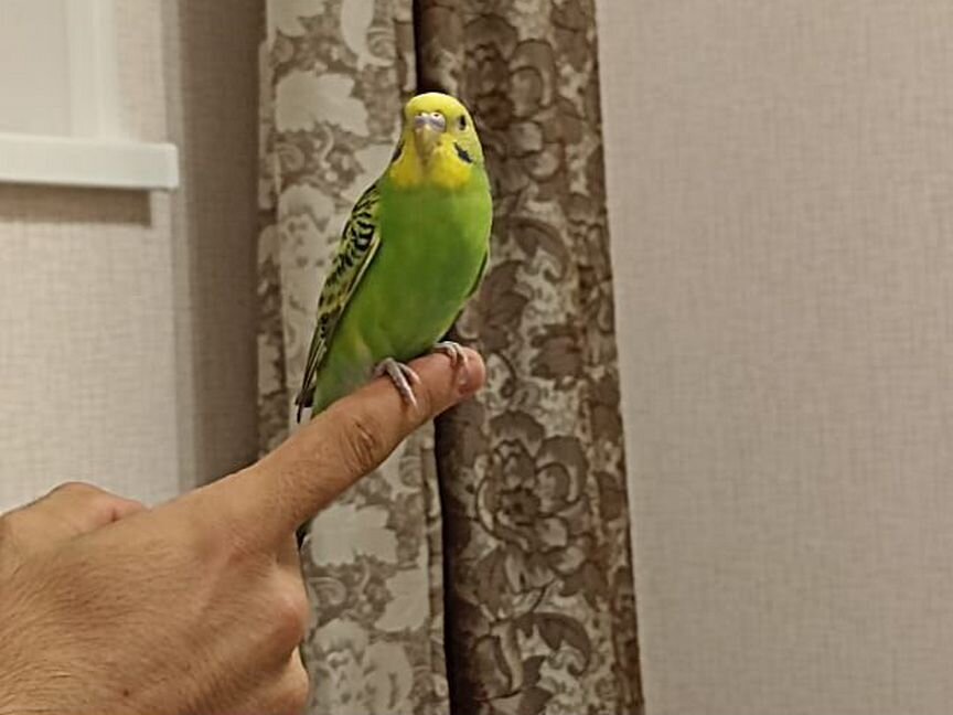 Волнистый попугай